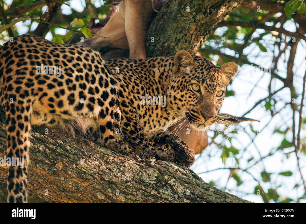 Leopard in Masai Mara Stock Photo - Alamy