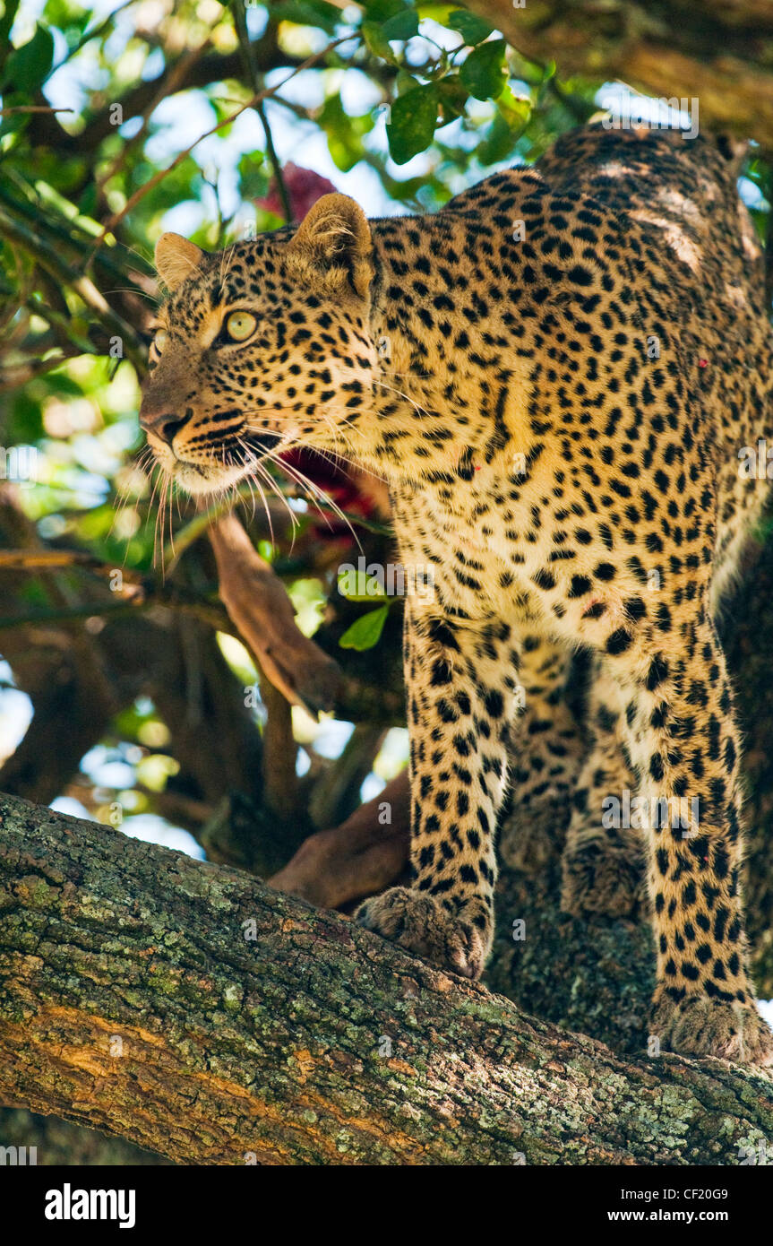 Masai leopard hi-res stock photography and images - Alamy