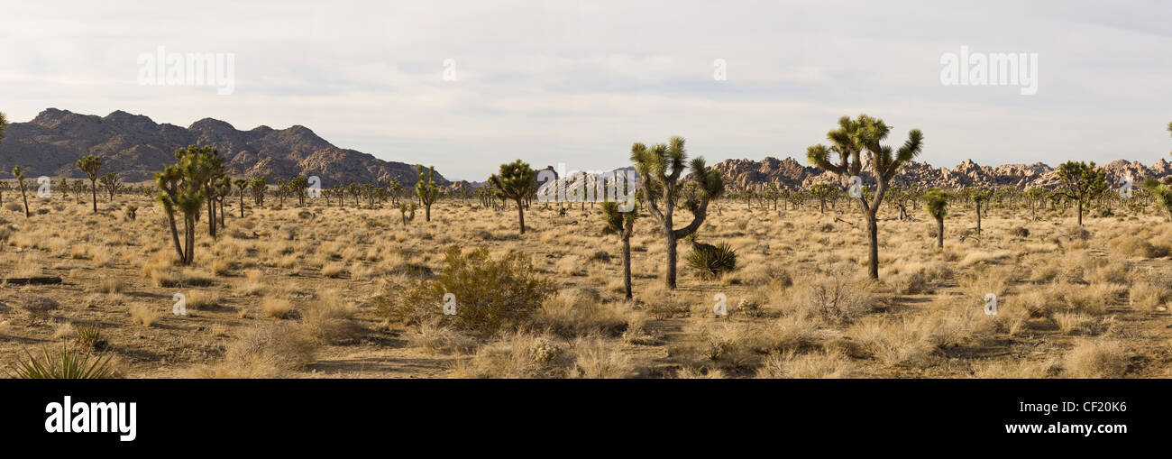 High Resolution Panorama of Joshua Tree National Park Stock Photo - Alamy