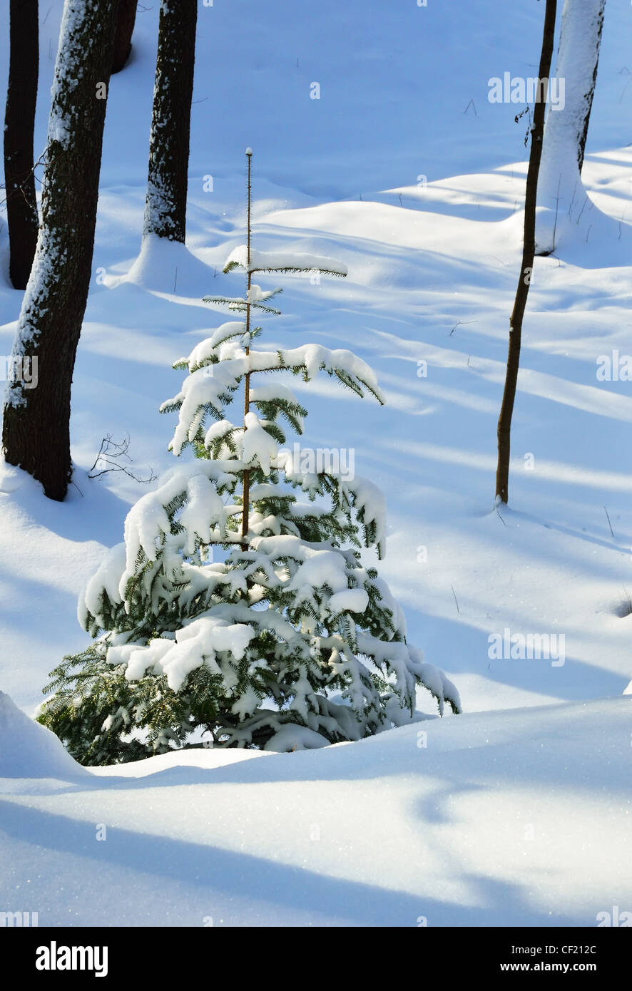 Snowbound tree hi-res stock photography and images - Alamy