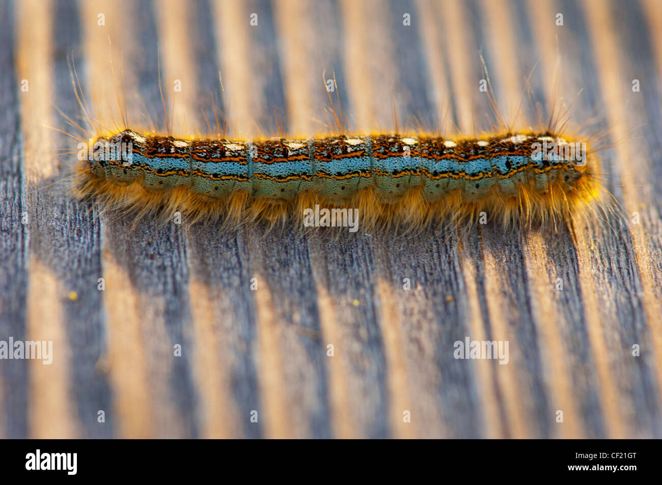 Crawling insect hi-res stock photography and images - Alamy