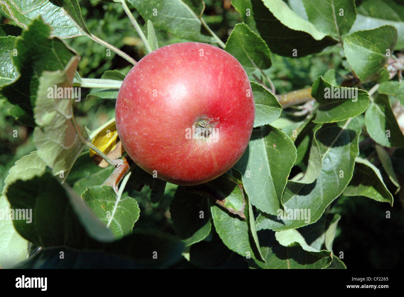 Red apple a tree hi-res stock photography and images - Alamy