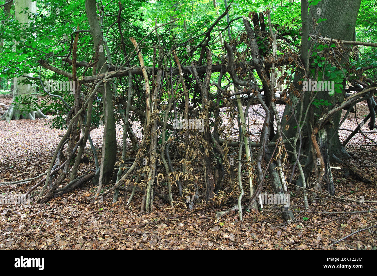 Quarry Wood/Bisham Woods, Berkshire, UK. August 2011 Stock Photo - Alamy