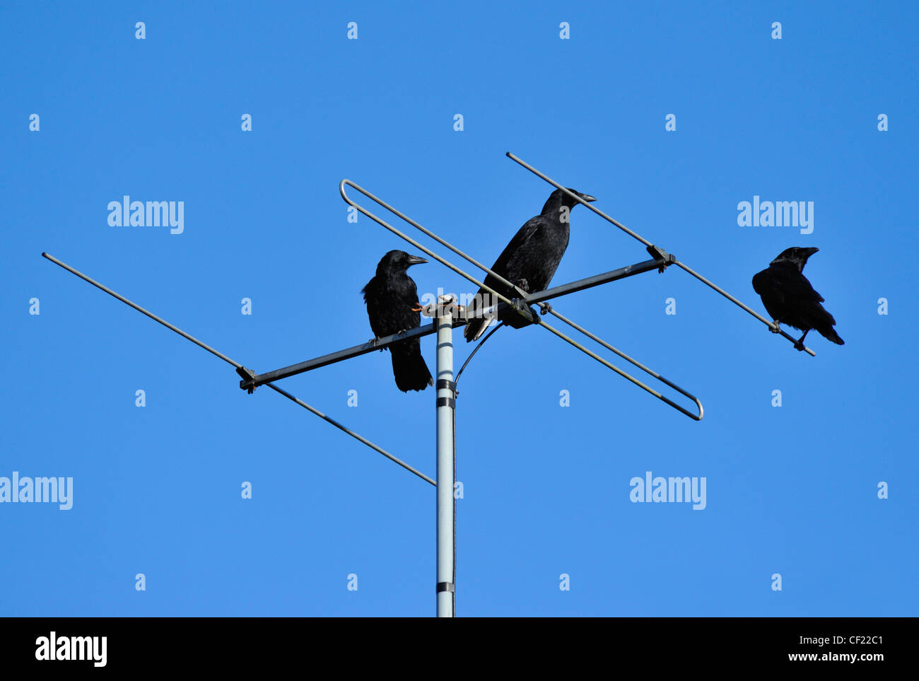 Jackdaws castle hi-res stock photography and images - Alamy