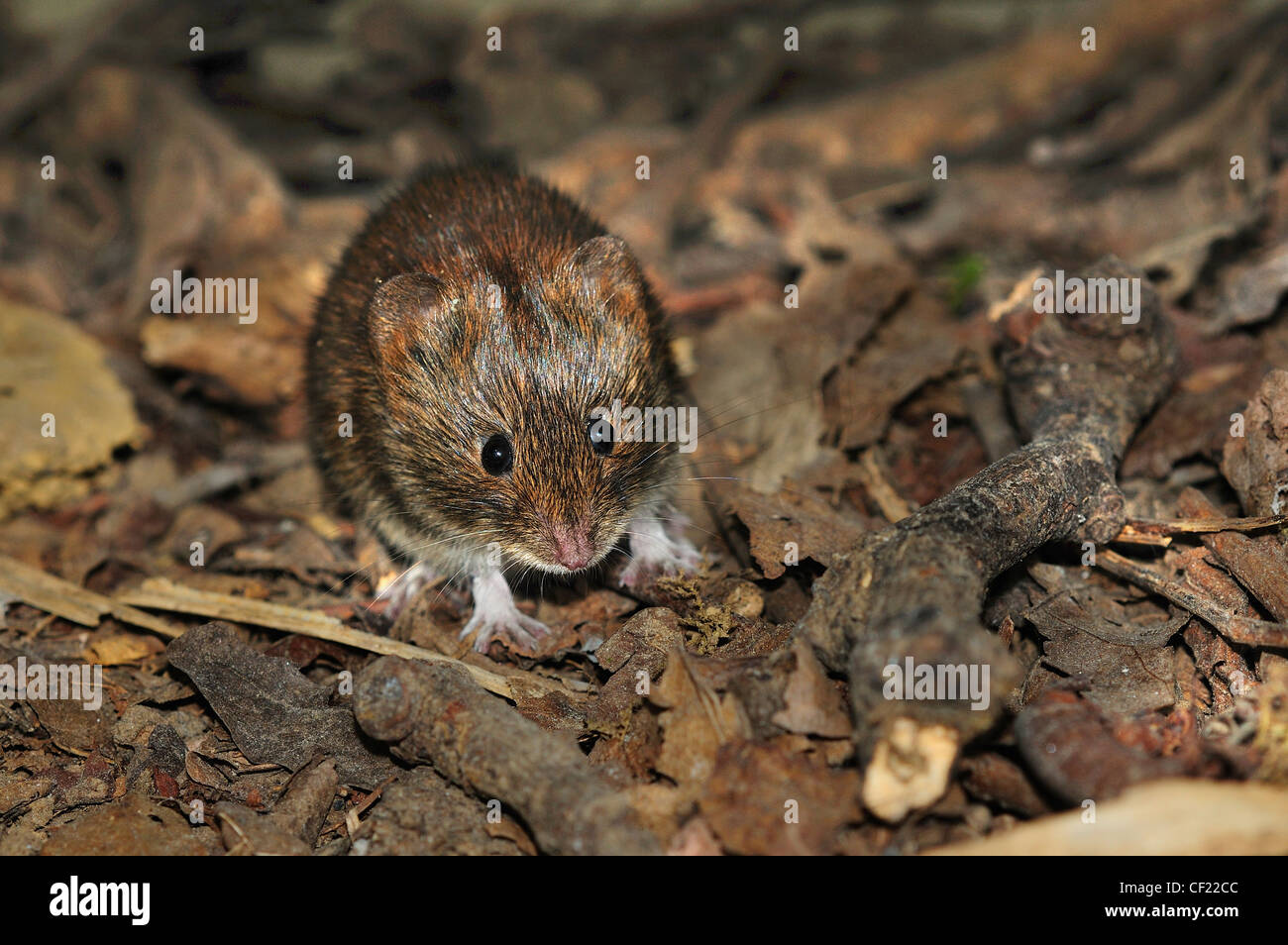 Scurrying High Resolution Stock Photography and Images - Alamy