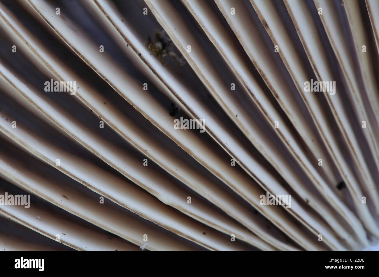 The gills of a toadstool making a pattern UK Stock Photo - Alamy
