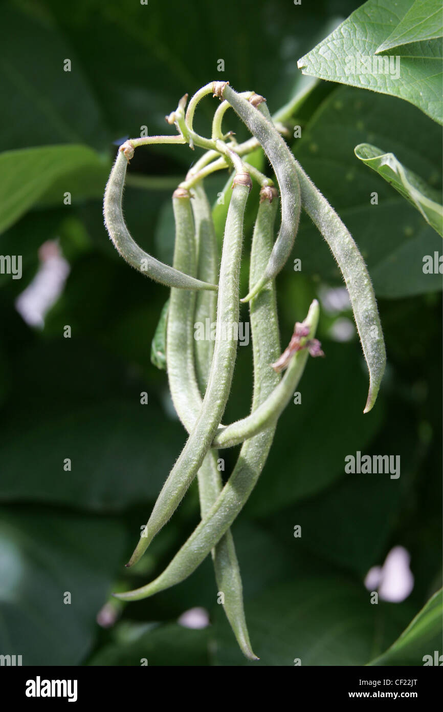 Close up of runner beans growing on bush Stock Photo - Alamy