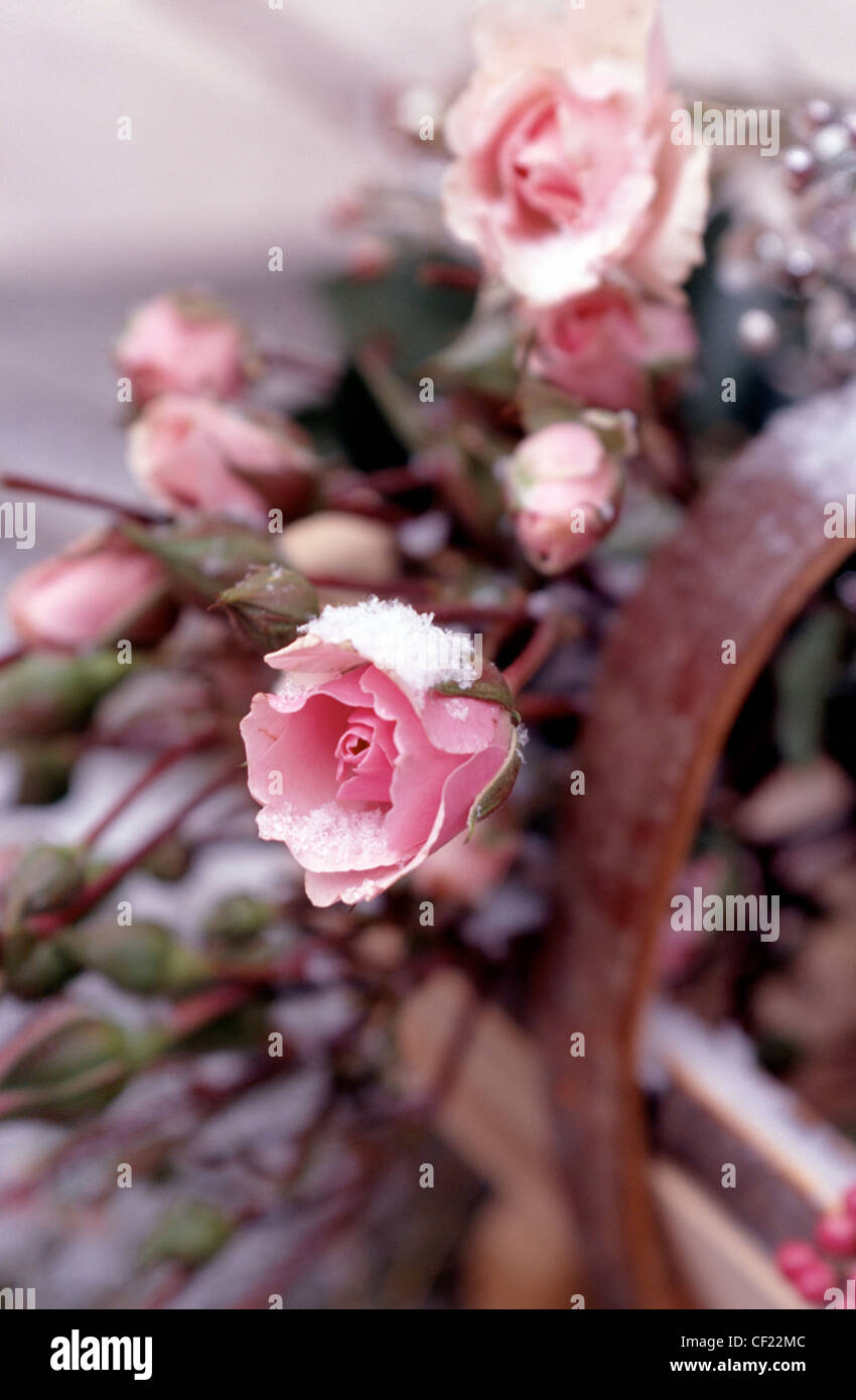 Frosted Flowers Pink roses caught in a frost A snowy landscape can ...