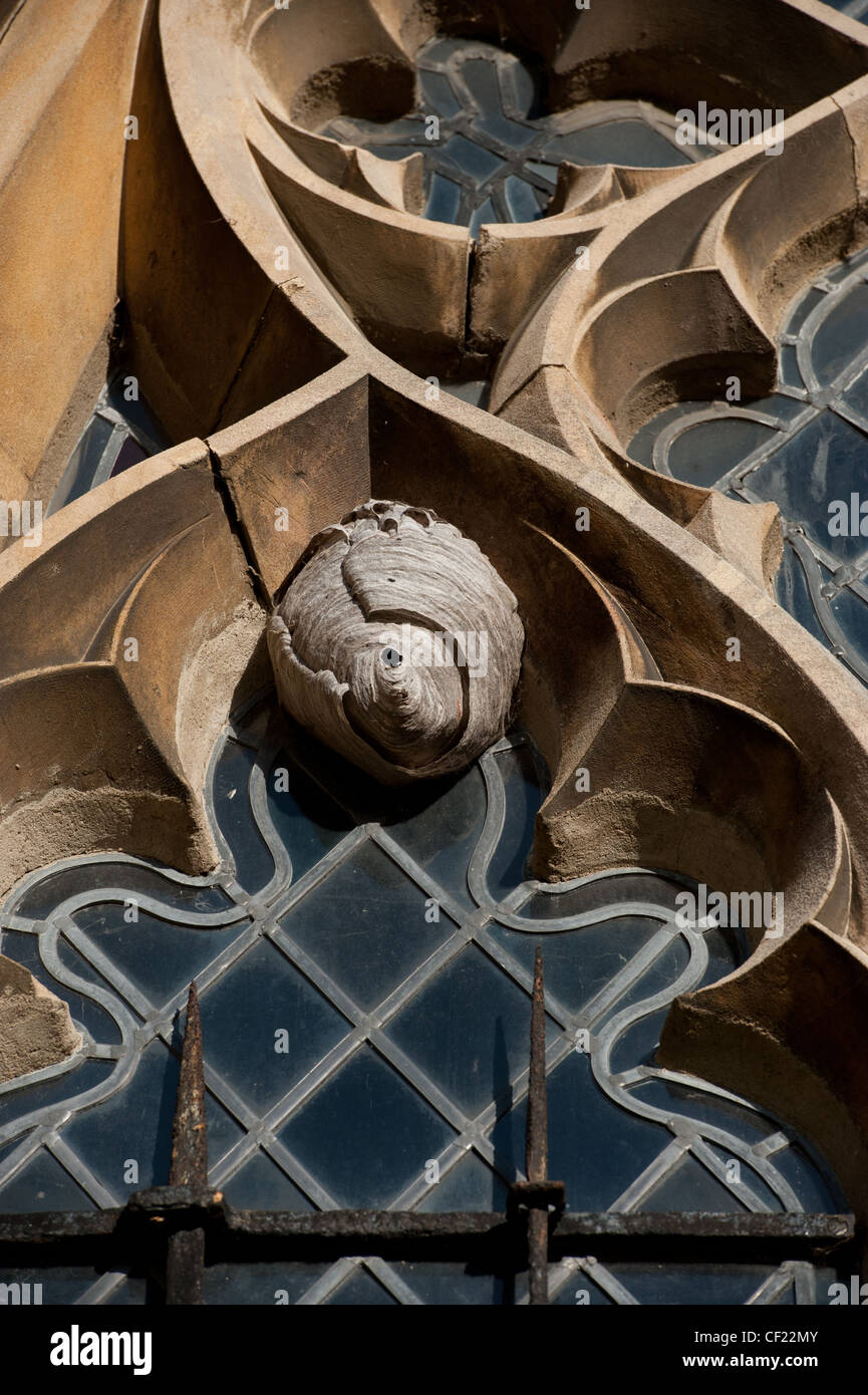 Old wasps nest hi-res stock photography and images - Alamy