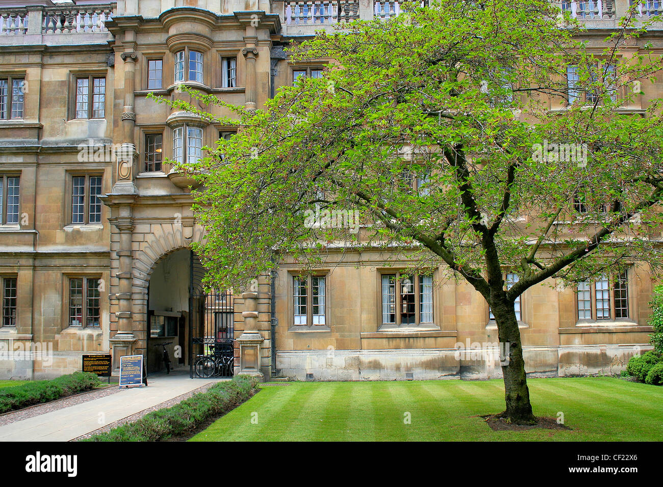 Spring Cherry tree in a courtyard at Clare College University City of ...