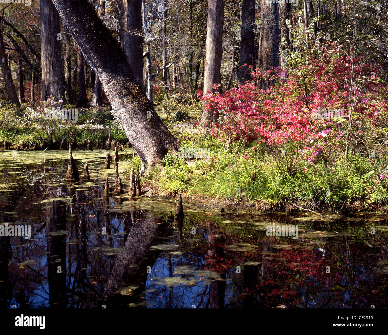 Cypress Swamp and Azaleas, South Carolina Stock Photo - Alamy
