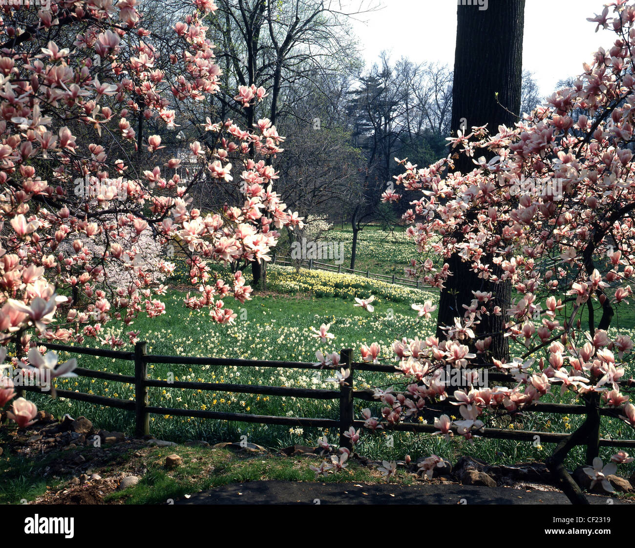 Magnolia Trees in Bloom, NJ Stock Photo - Alamy