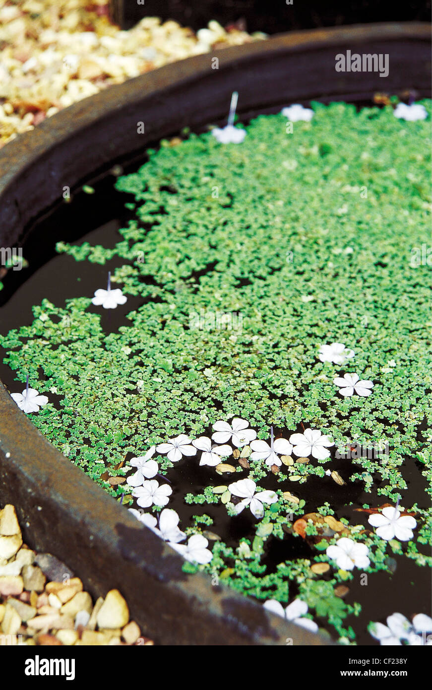 Enchanted gardens hi-res stock photography and images - Alamy