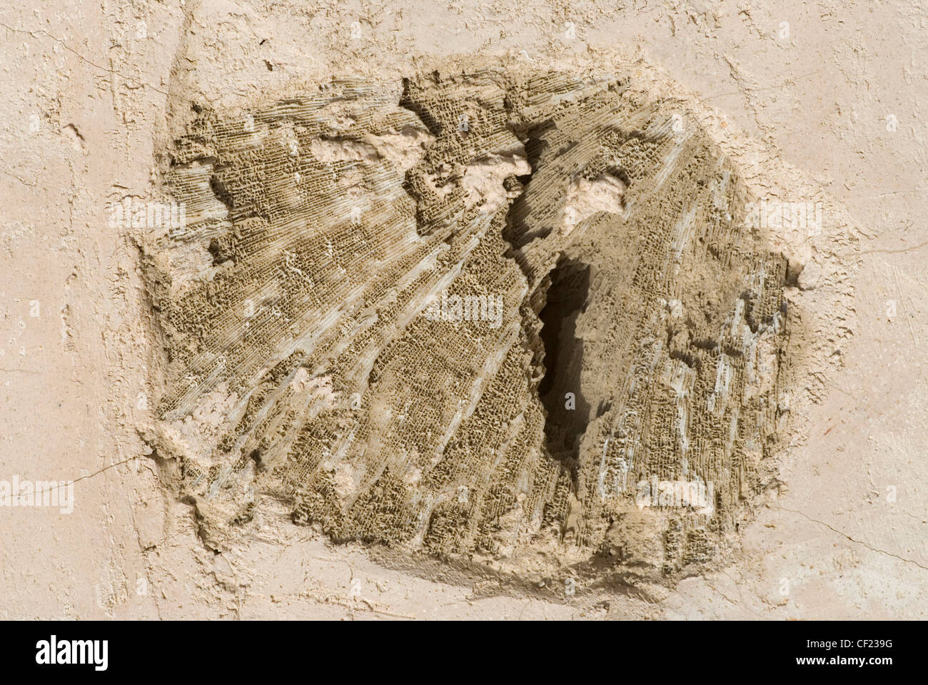 fossil surface texture Stock Photo - Alamy