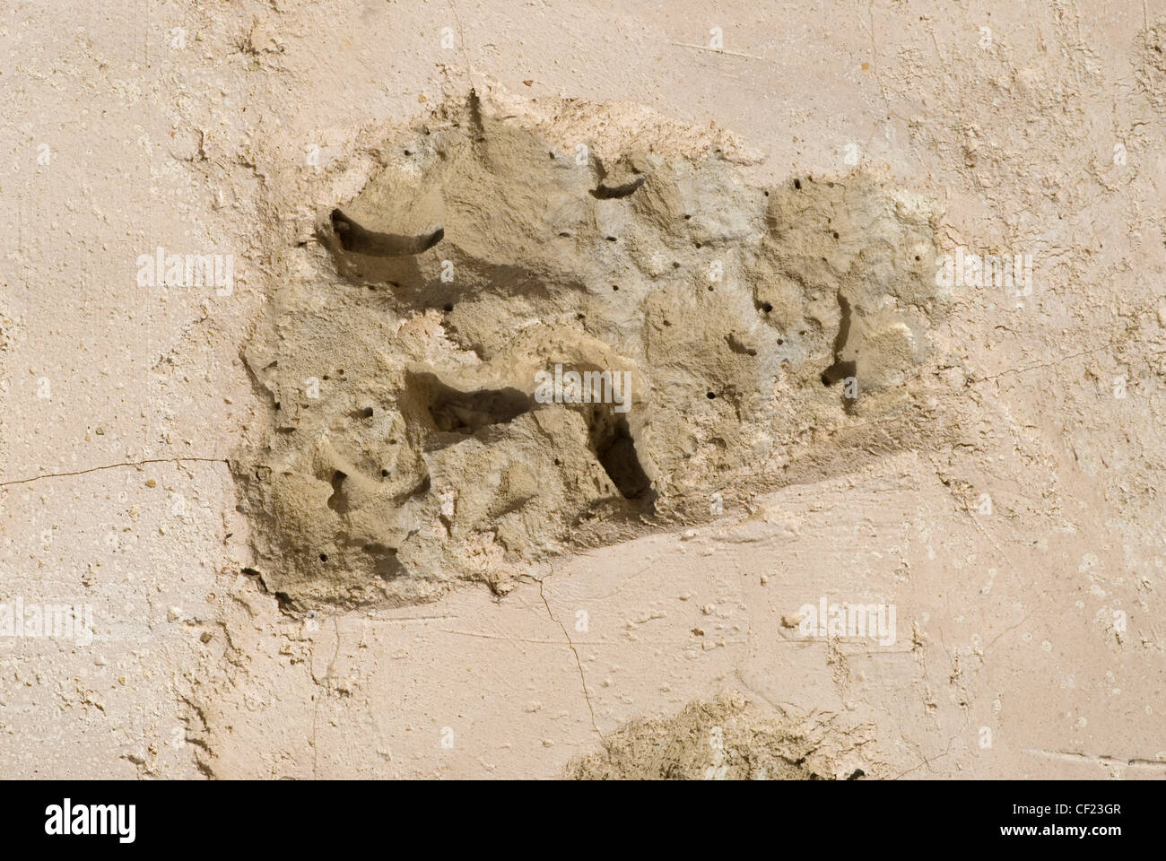 fossil surface texture Stock Photo - Alamy