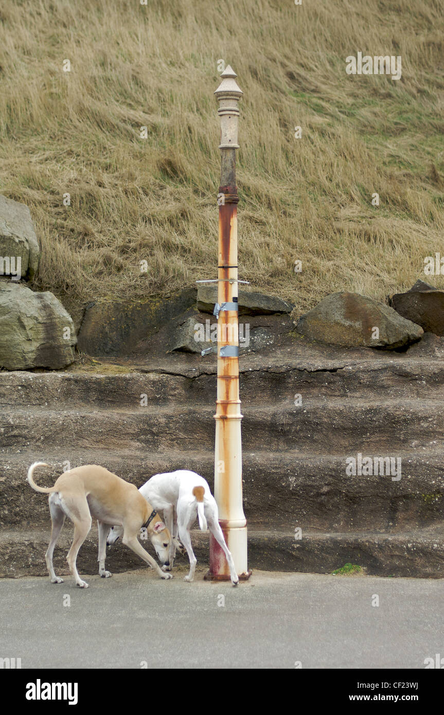 Sniffing dogs hi-res stock photography and images - Alamy