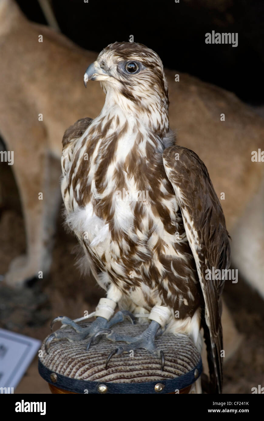 Stuffed eagle hi-res stock photography and images - Alamy
