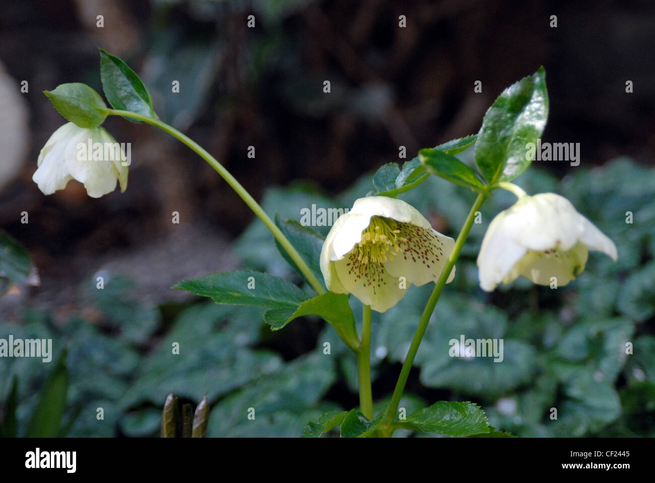 Close up of yellow hellebores Stock Photo - Alamy