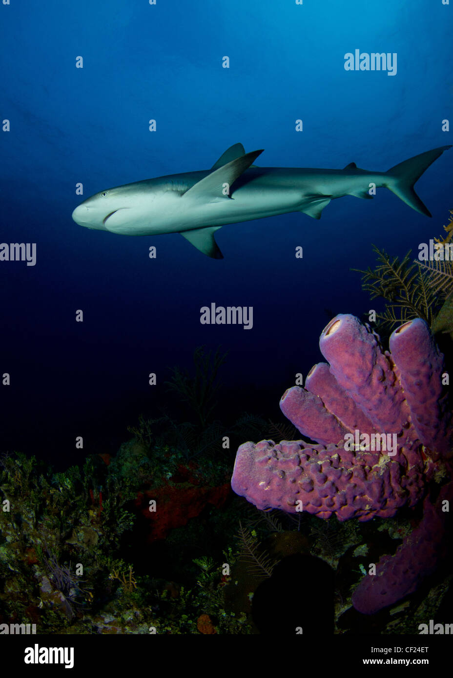 Reef Shark Over Sponge Stock Photo - Alamy