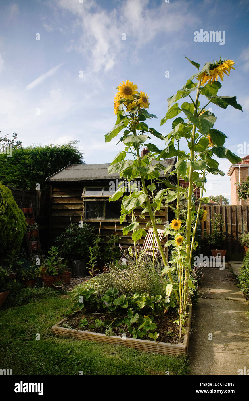 Tall sunflowers hi-res stock photography and images - Alamy