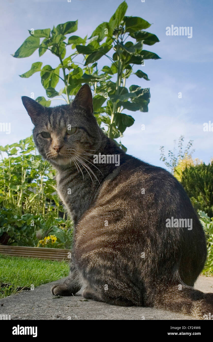 tabby cat in english garden Stock Photo - Alamy