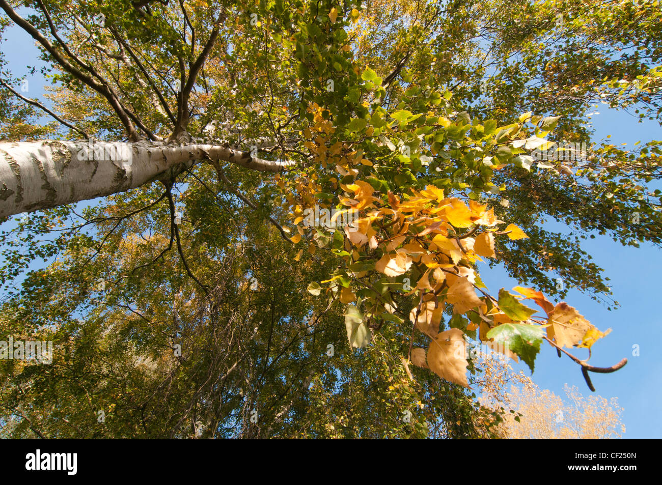 Betula spp hi-res stock photography and images - Alamy