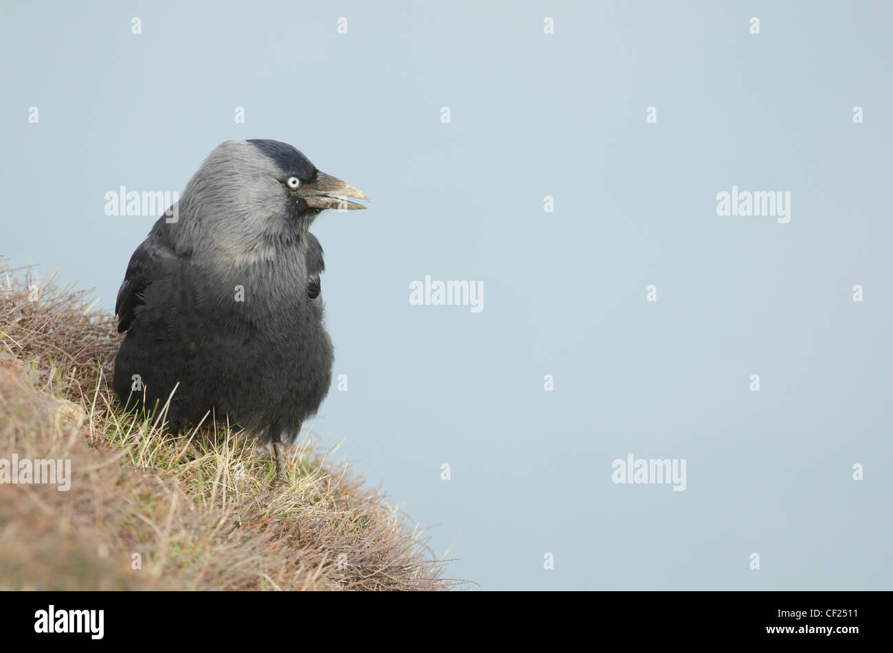 Jackdaw coloeus monedula hi-res stock photography and images - Alamy
