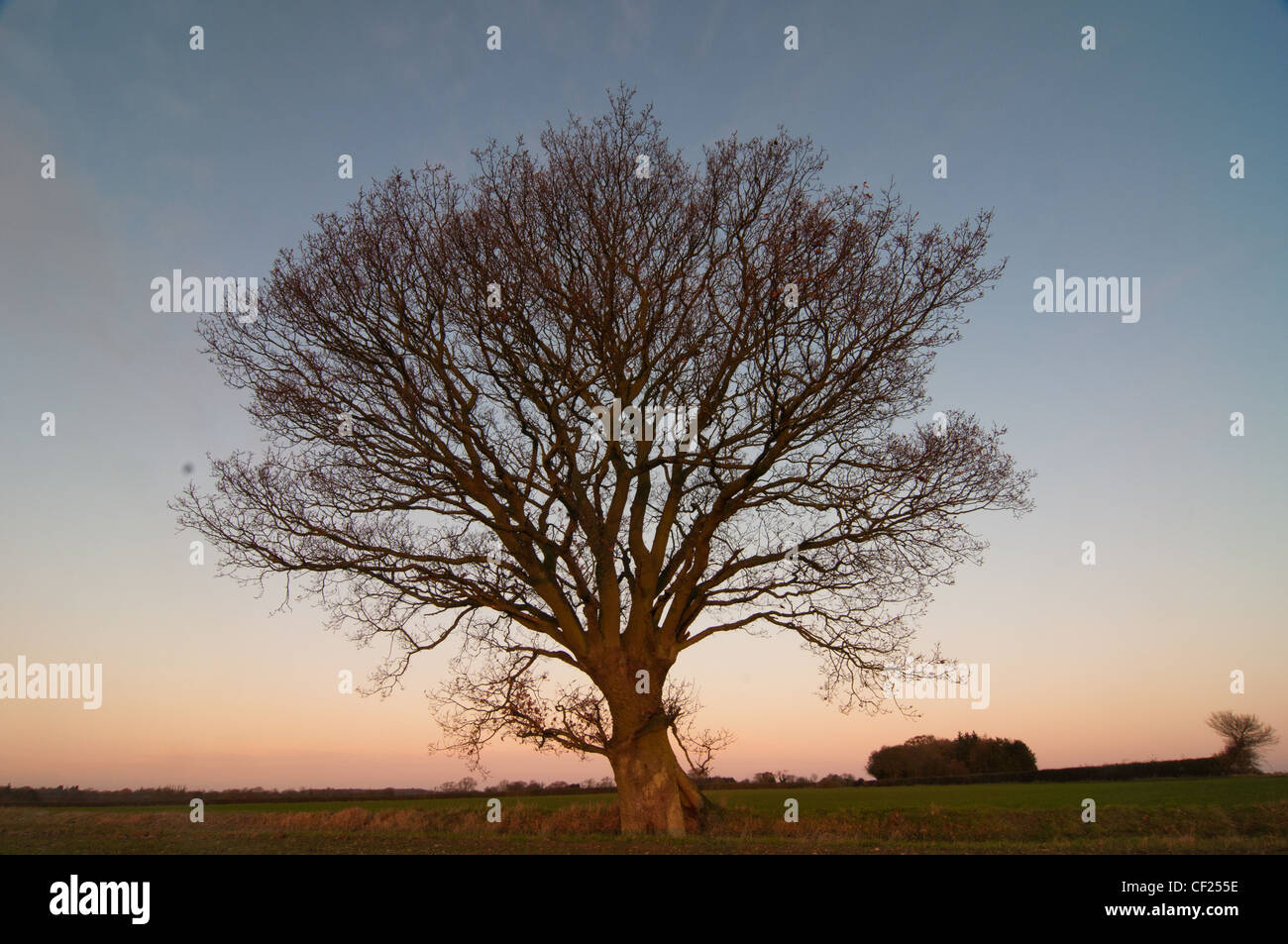 English Oak tree (Quercus rober) at sunrise Stock Photo - Alamy