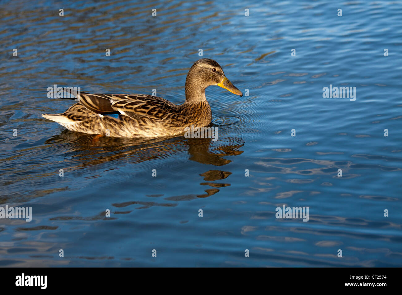 Mallard Swimming in Pond (Battersea Park, London Stock Photo - Alamy