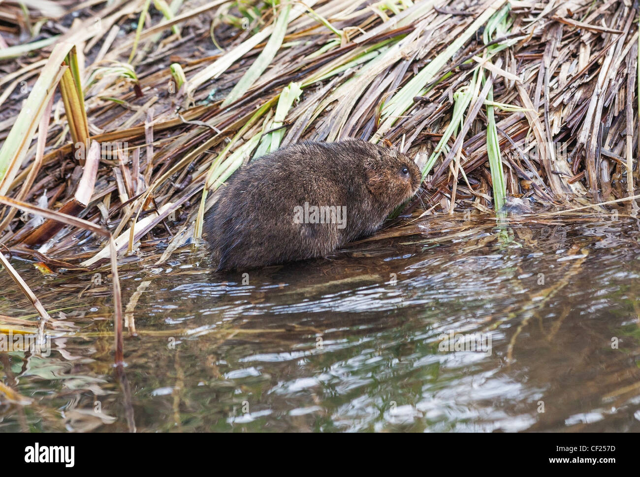 Water vole northern hi-res stock photography and images - Alamy