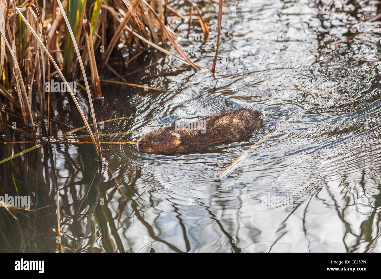Terrestris rodent mammal wildlife water river hi-res stock photography ...