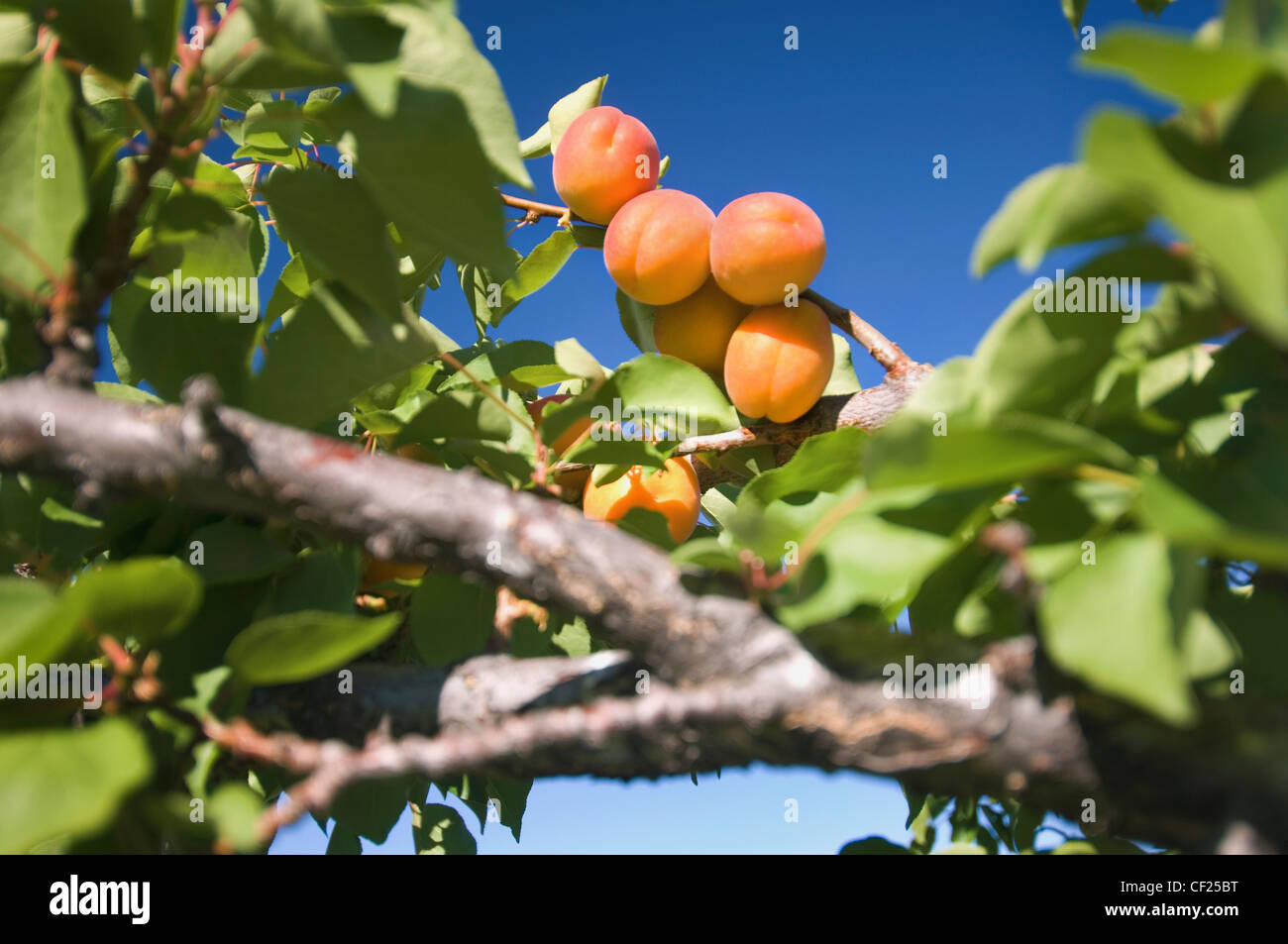 Apricots fruit branch hi-res stock photography and images - Alamy