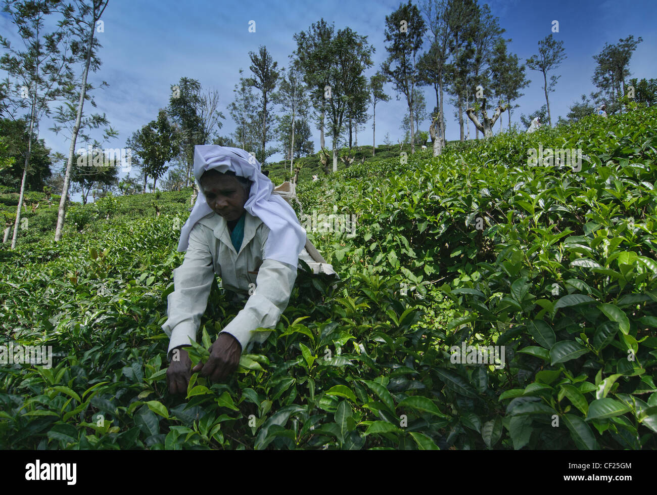 A Tamil tea picker working on the plantation near Ella, Sri Lanka Stock ...