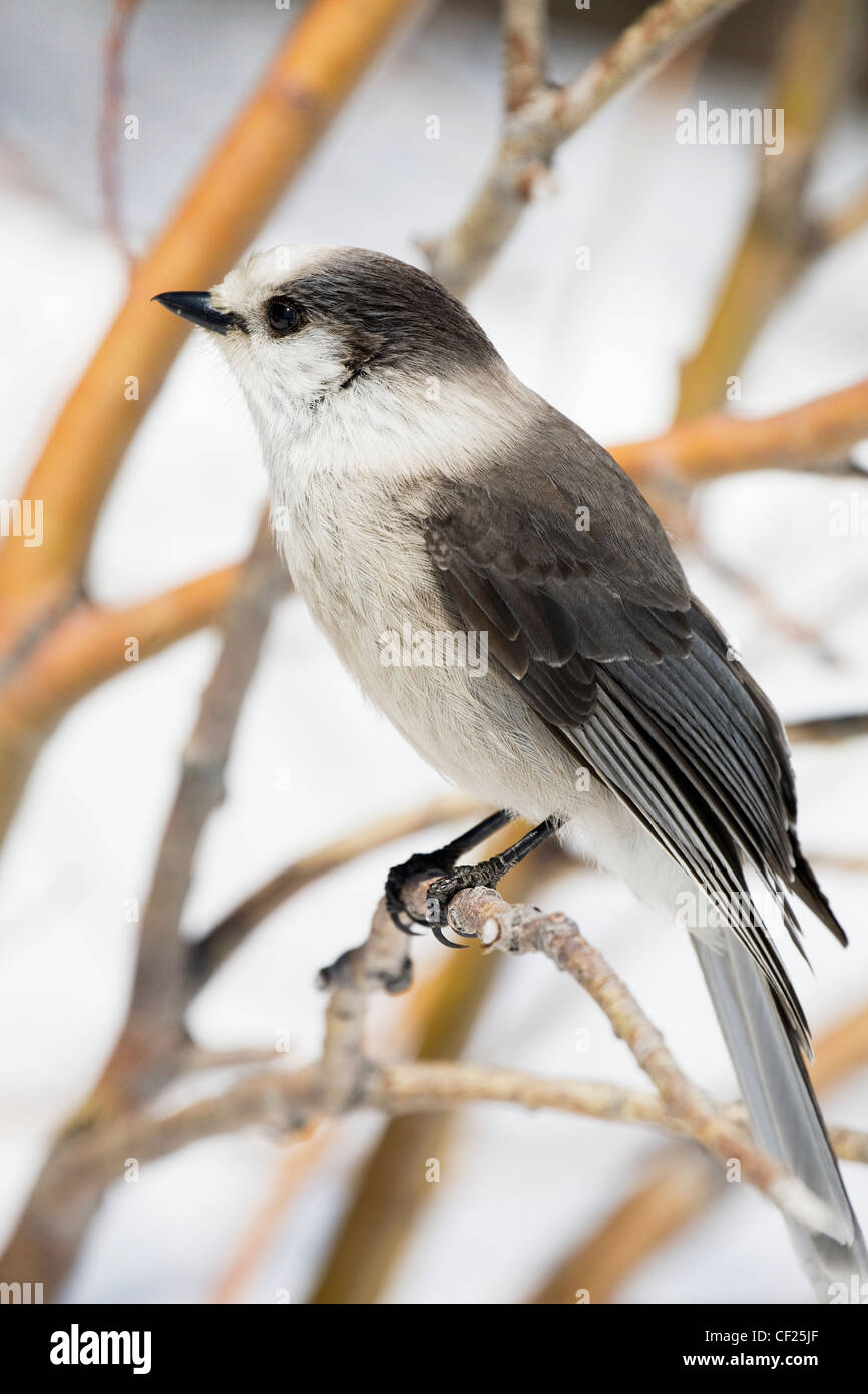 Grey Jay On Branch Against Snowy Background; Waterton Alberta Canada ...