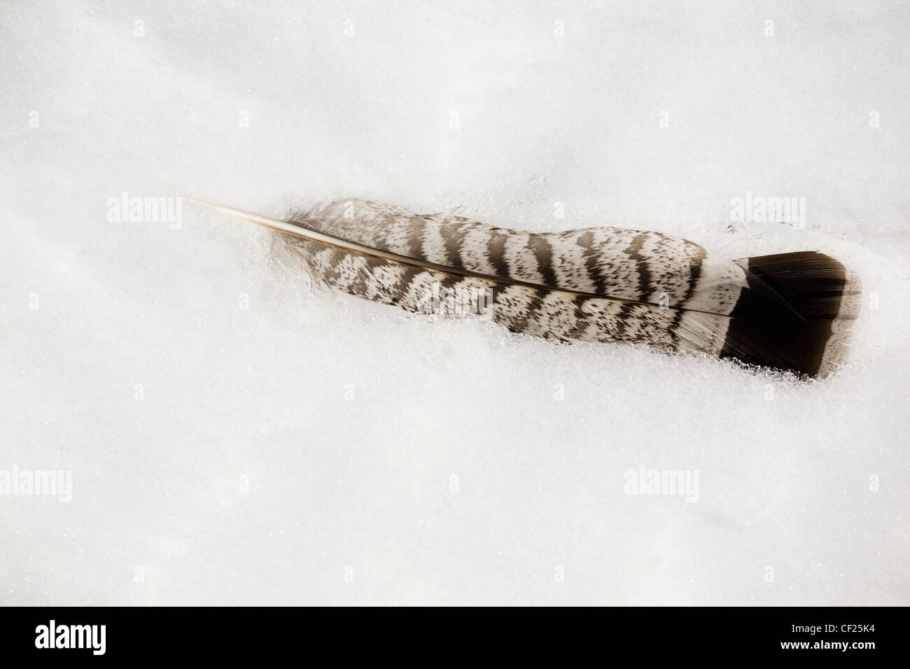 A Single Snowy Owl Feather In The Snow; Waterton Alberta Canada Stock ...