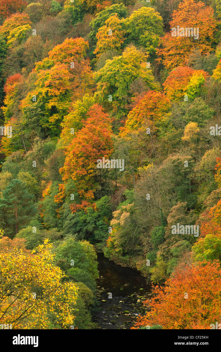 A colourful display of autumn colours in the Allen Banks National Trust ...