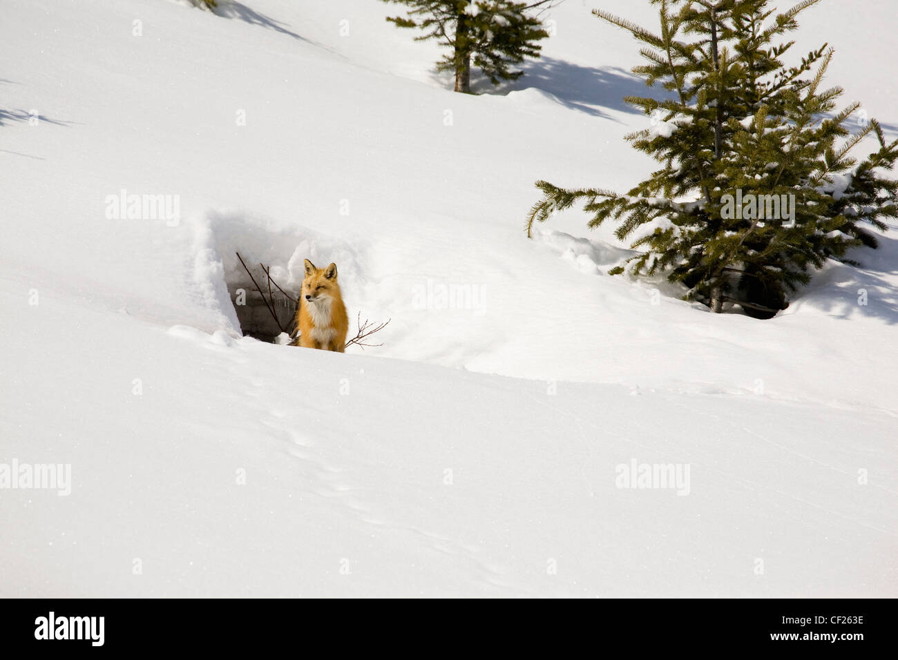 Fox tree den hi-res stock photography and images - Alamy