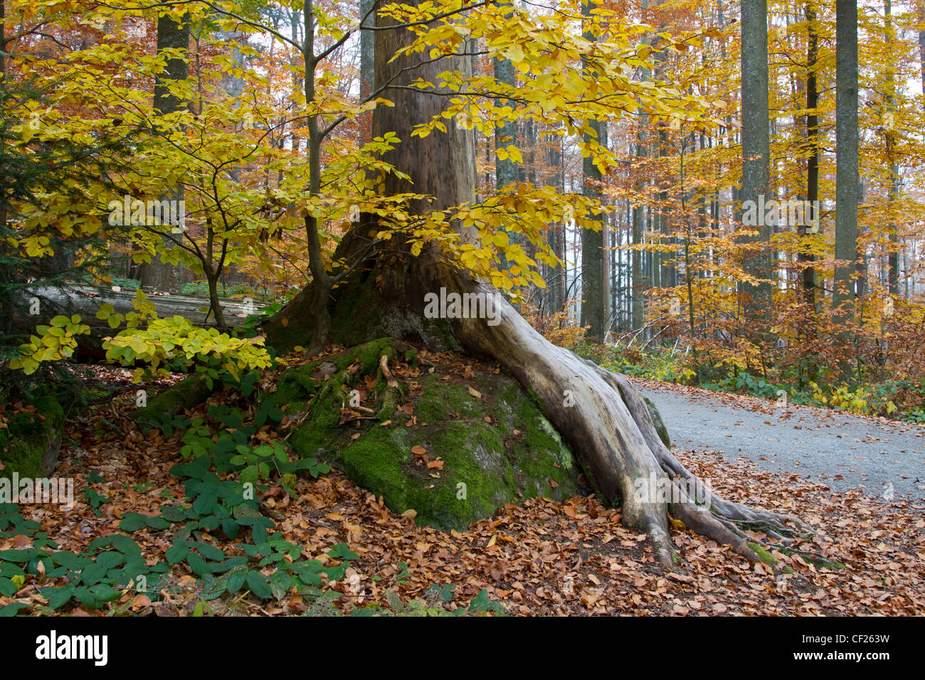 Tree root rock hi-res stock photography and images - Alamy