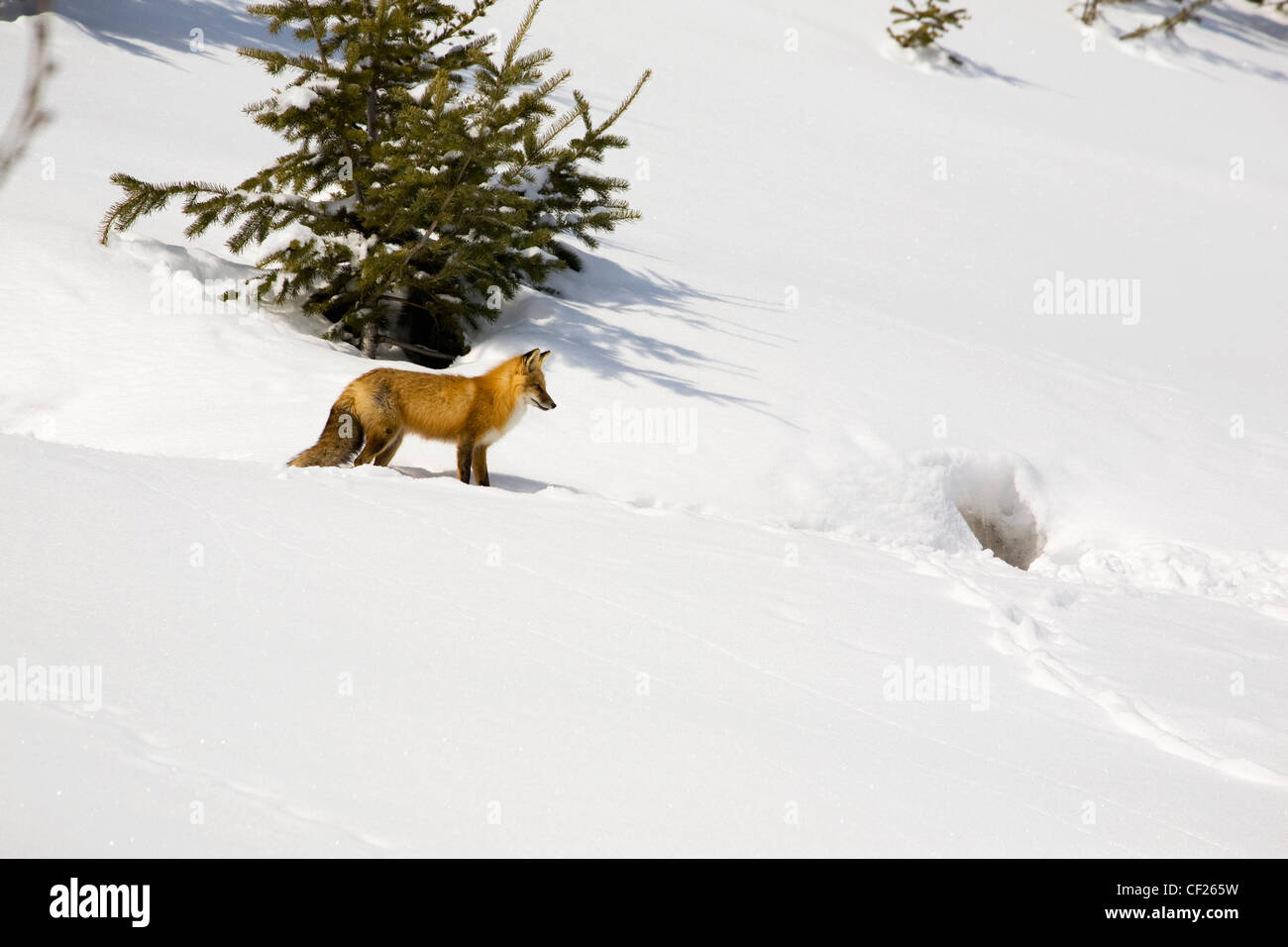 Fox On A Snow Covered Hill Next To A Den Opening; Waterton Alberta ...