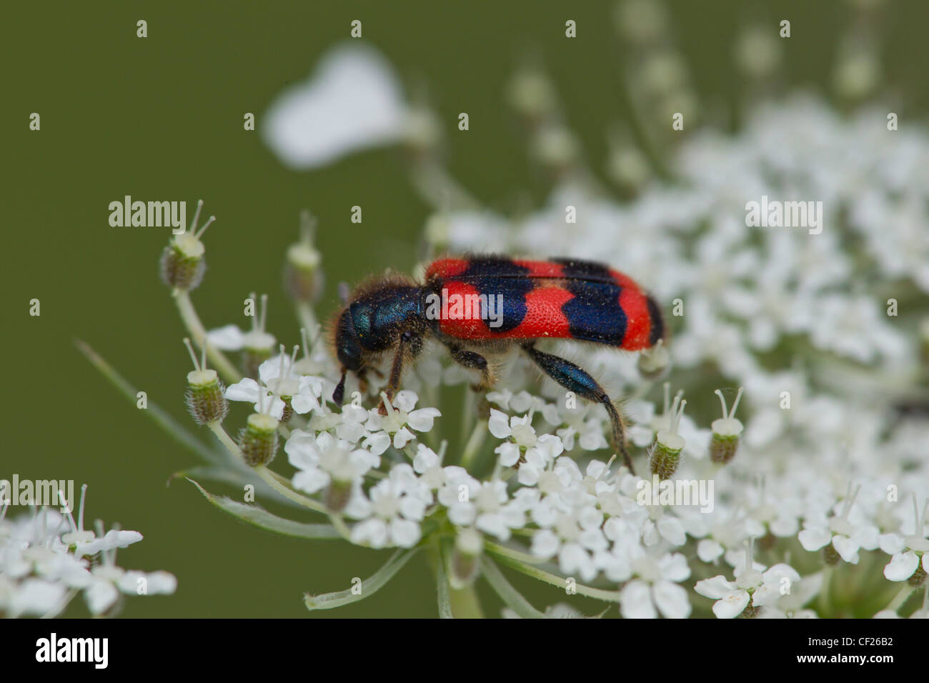 Trichodes Apiarius Beetle High Resolution Stock Photography and Images ...