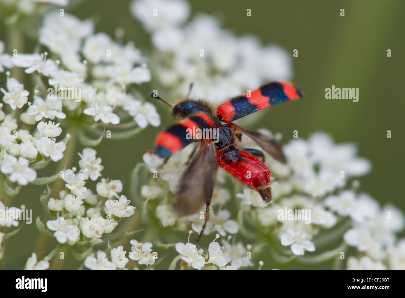 APIARIUS BIENENWOLF TRICHODES bee beetle wolf Stock Photo - Alamy