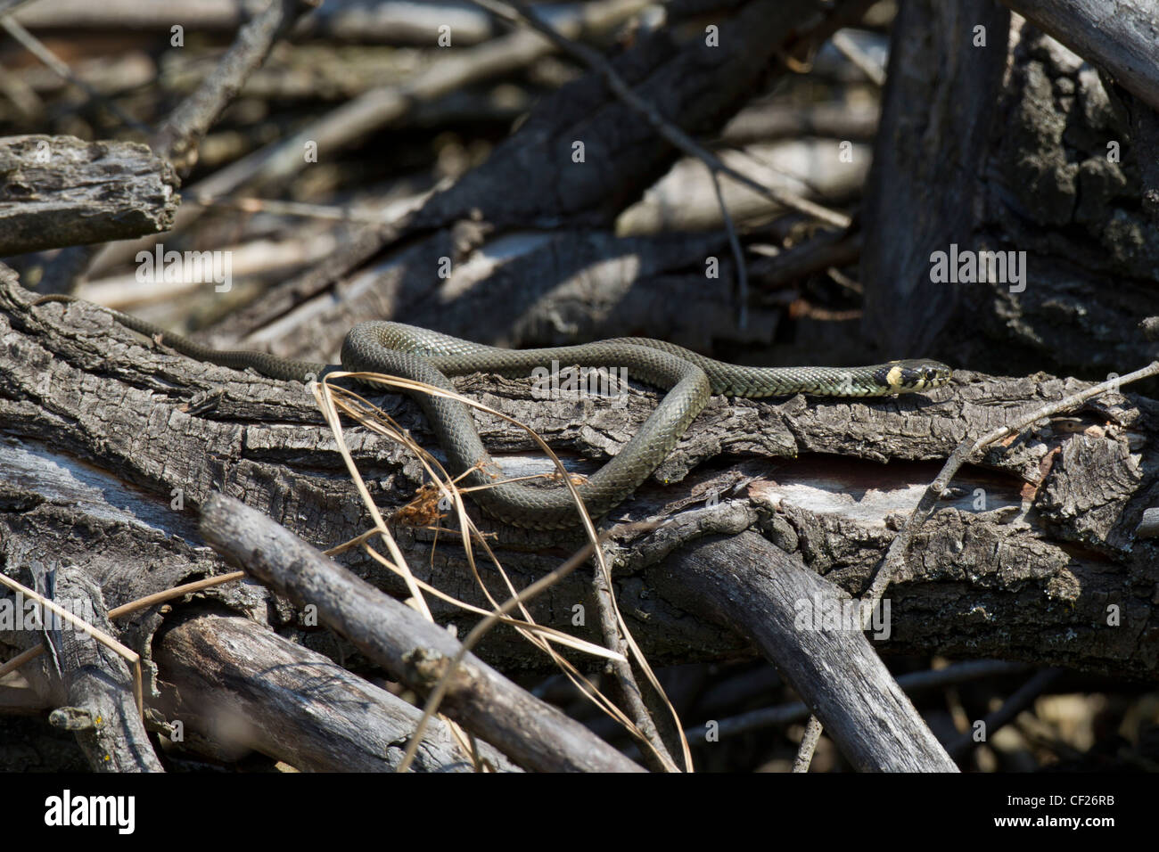 Nattern head hi-res stock photography and images - Alamy