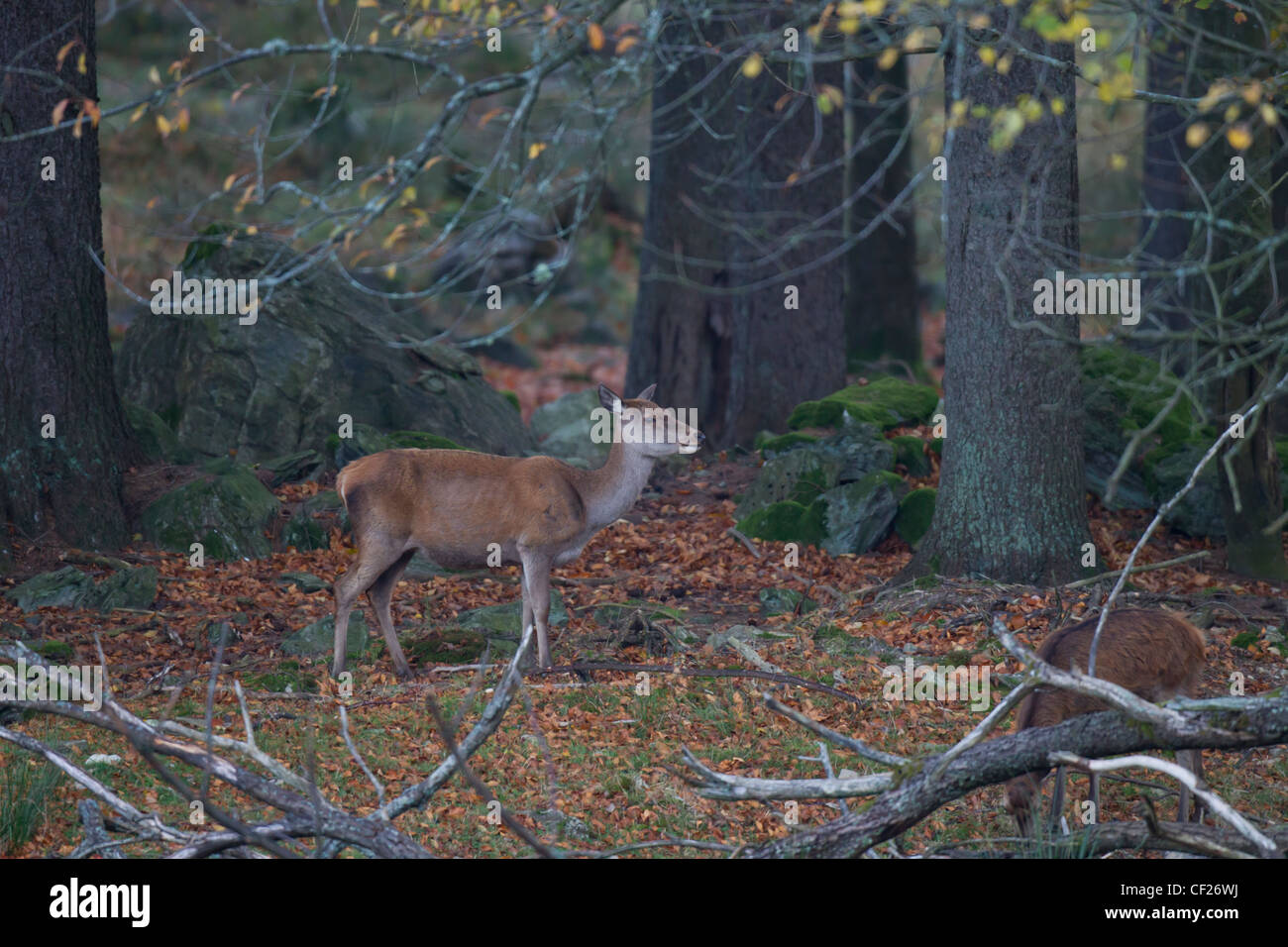 Brunft Rothirsch High Resolution Stock Photography and Images - Alamy