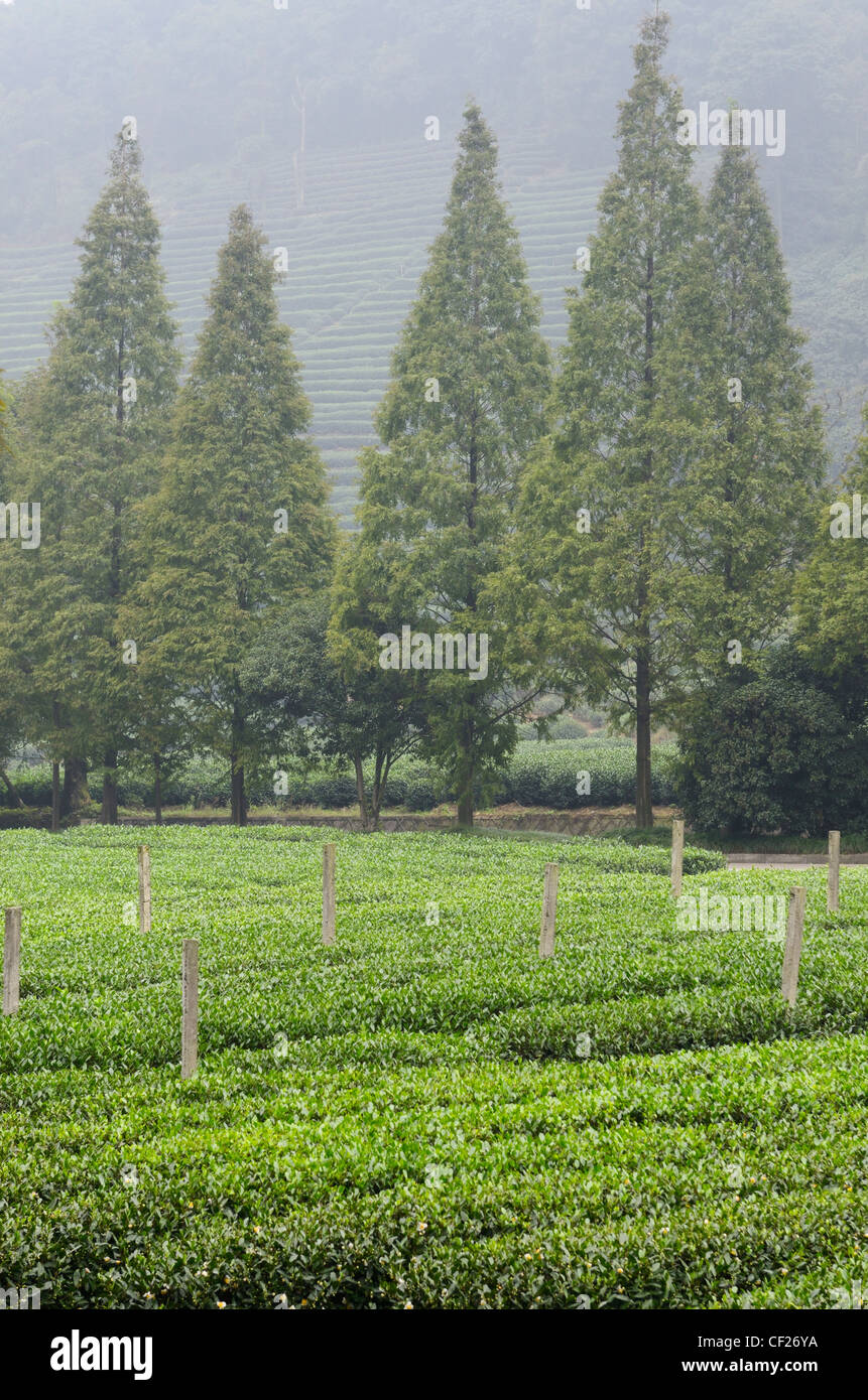 Green rows of tea bushes and trees at Mei Jia Wu tea plantation in the ...