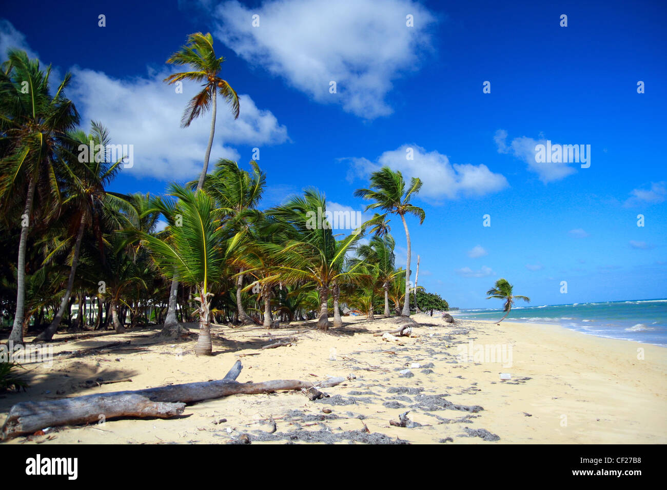 Tropical wild beach Stock Photo - Alamy