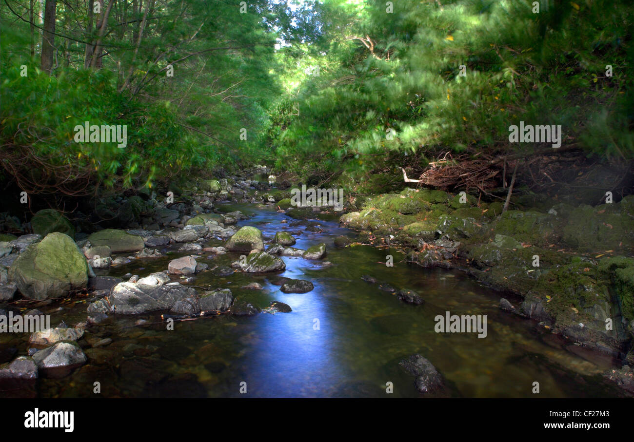 The gentle flowing waters of the Shimna river in the heart of Tollymore ...