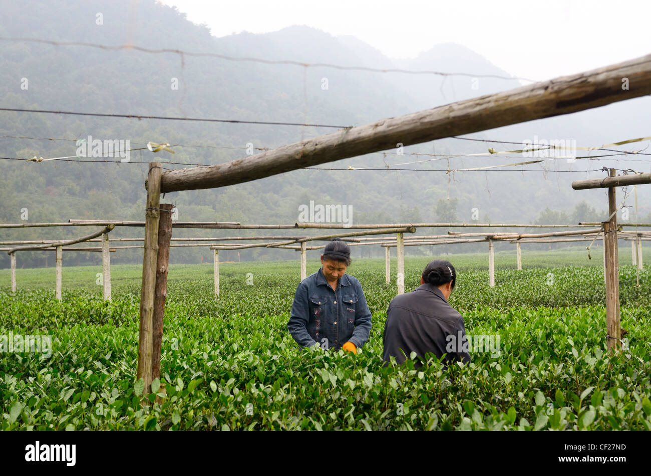 Female workers picking tea leaves at the West Lake Xi Hu plantation in ...