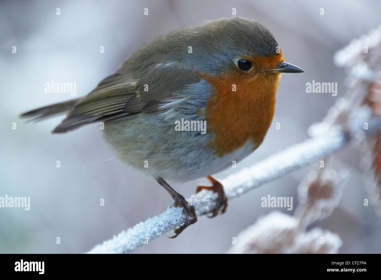 Robin winter scene hi-res stock photography and images - Alamy