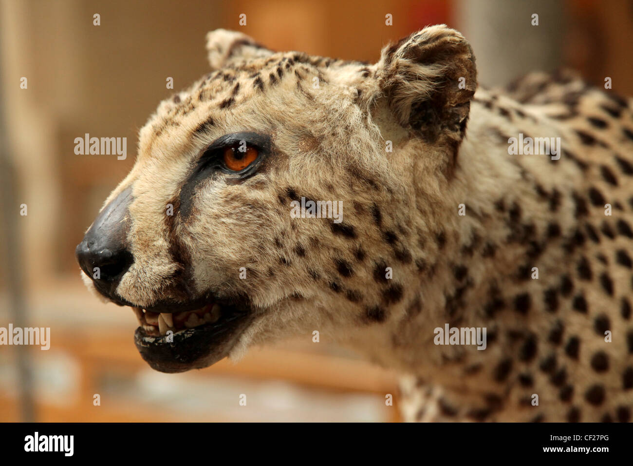 Ancient Extinct Mammal High Resolution Stock Photography and Images - Alamy