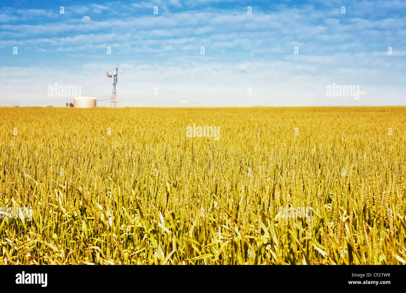 Windmill in golden wheat hi-res stock photography and images - Alamy
